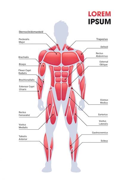Placa Del Sistema Muscular Masculino Estructura Del Cuerpo Humano Mapa