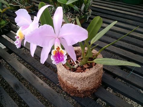 Como Plantar Orquídeas em Xaxins e Troncos Mundo Ecologia