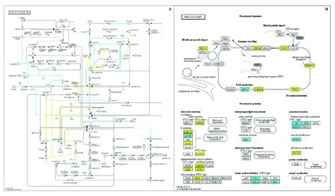 Kyoto Encyclopedia Of Genes And Genomes KEGG Maps Of Select Metabolic