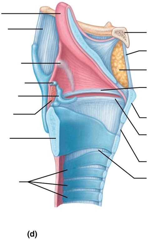 Respiratory Practical Larynx Side View Diagram Quizlet