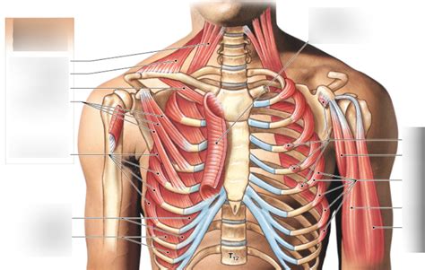 Muscles That Position The Pectoral Girdle Part II Diagram Quizlet