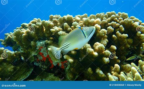 Arabian Picassofish Rhinecanthus Assasi Triggerfish Isolated On White