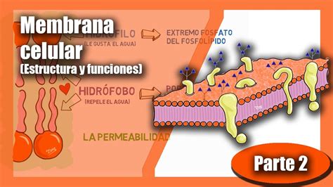 La célula Membrana celular Estructura y funciones Bicapa lipídica