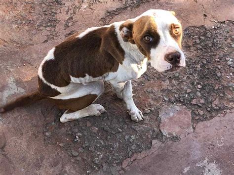 Pma Prende E Autua Entregador Em R Mil Por Maus Tratos Ao Deixar