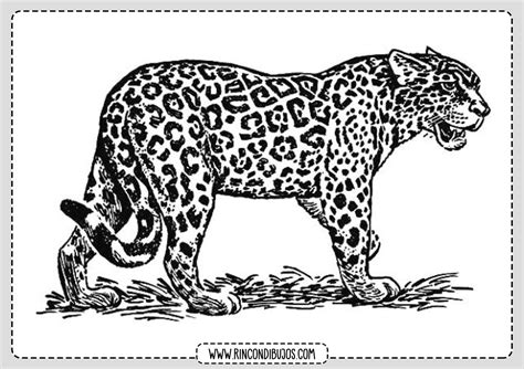 Dibujos De Leopardos Para Colorear Laminas Gratis