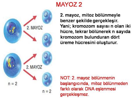 Mayoz B L Nme