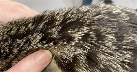 Cats Hair Tips