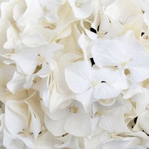 Hi White Sun Sjaak Van Schie Be Surprised By Beauty
