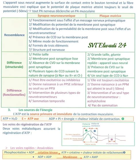 Bac Sc expérimentales Sciences SVT Un excellent résumé de neurophysiologie