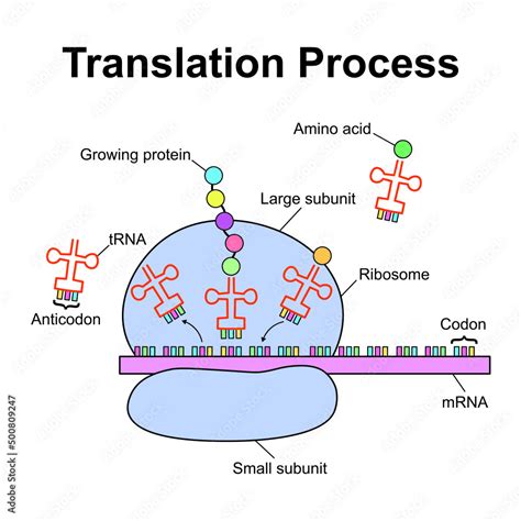 Scientific Designing Of Translation Process Colorful Symbols Vector Illustration Stock Vector