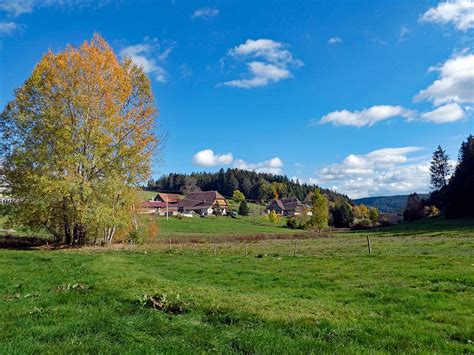 Herbstnebel In Tal Von Tennenbronn