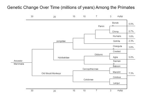 Human Phylogenetic Tree EdrawMax Templates
