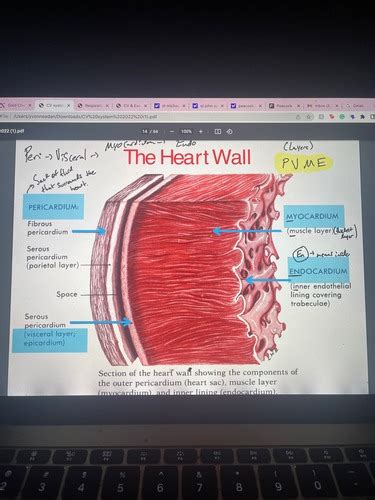 Cv System Flashcards Quizlet
