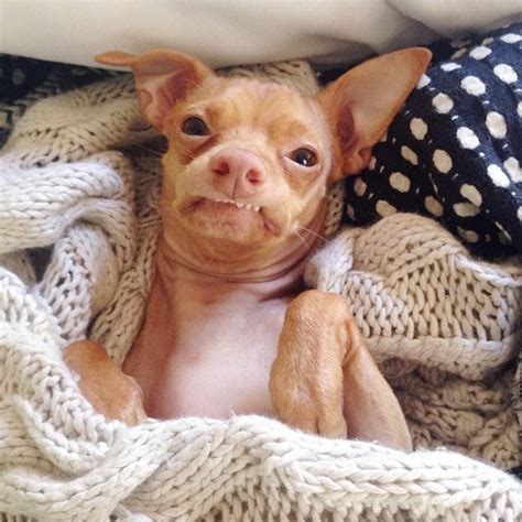 La historia detrás del meme este es el perro feo más popular de la web