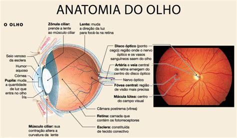 Você conhece as principais estruturas do nosso olho Instituto de