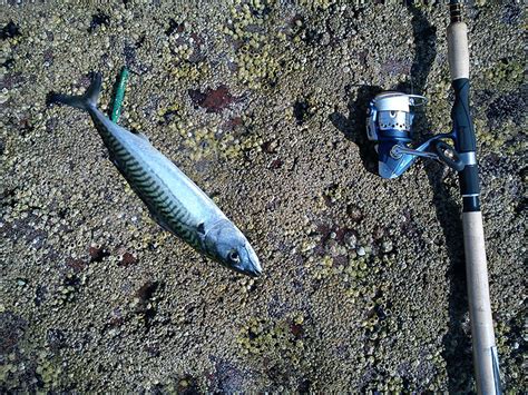 How To Go Shore Jigging The Complete Guide