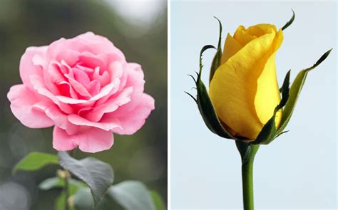 El lenguaje de las rosas Descubre el significado según su color Fama