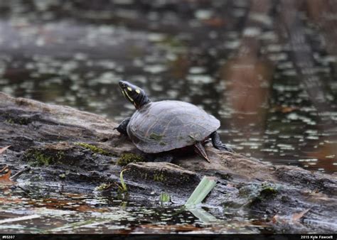 Eastern Painted Turtle PA HERP IDENTIFICATION