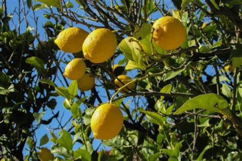 Come Potare Il Limone TUTTO Quello Che Devi Sapere Sulla Potatura