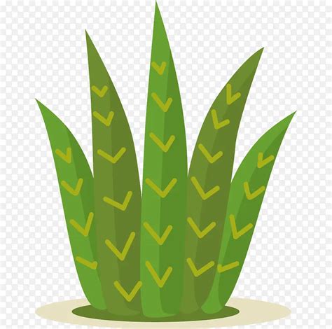 手绘绿植PNG图片素材下载 图片编号yaramkmv 免抠素材网