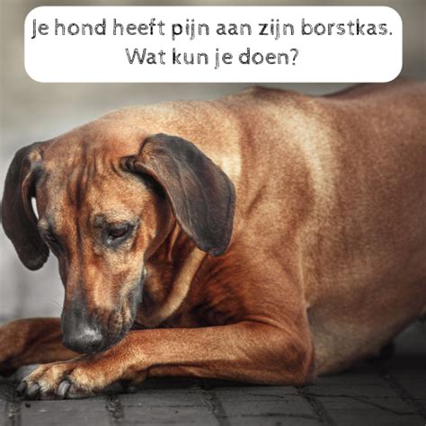 Je Hond Heeft Pijn Aan Zijn Borstkas Wat Kun Je Doen