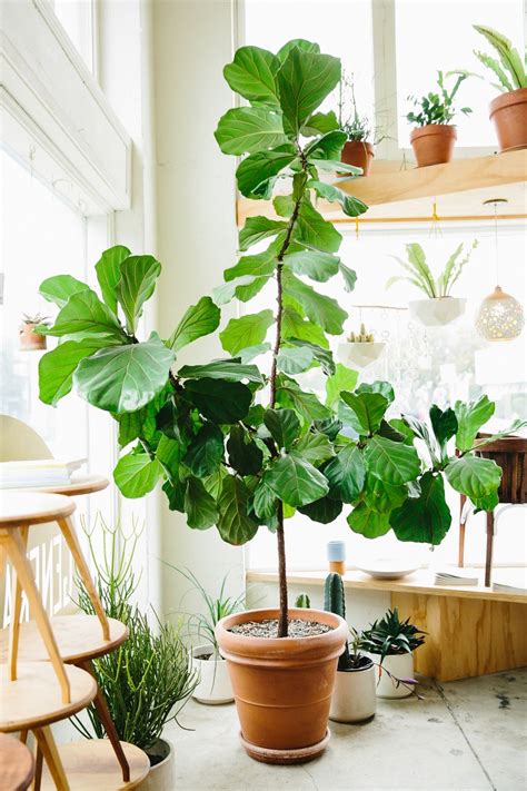 Plantas Para Dentro De Casa