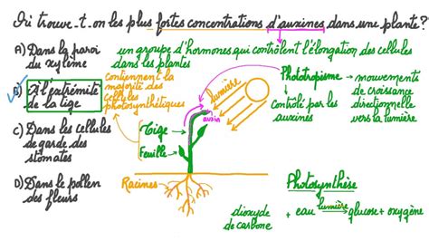 Vidéo question Identifier la zone de production dauxine dans une