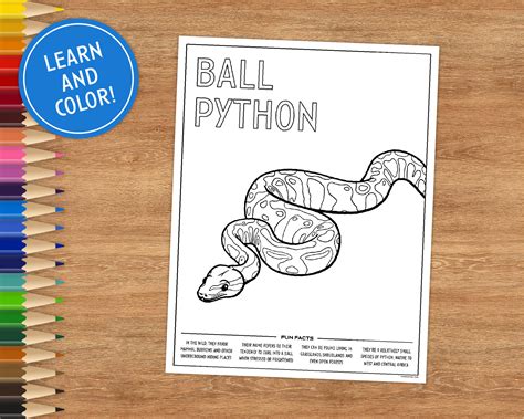 Printable Coloring Page Ball Python Includes Fun Facts Etsy Singapore