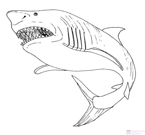 Dibujos De Tiburones Para Colorear Riset