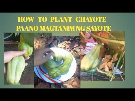 How To Plant Chayote Paano Magtanim Ng Sayote In Lazy Way Chayote