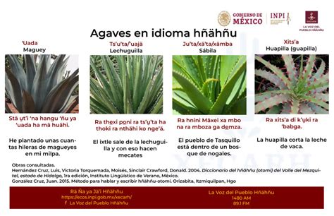 Infografías Lecciones para aprender la lengua hñähñu otomí del Valle