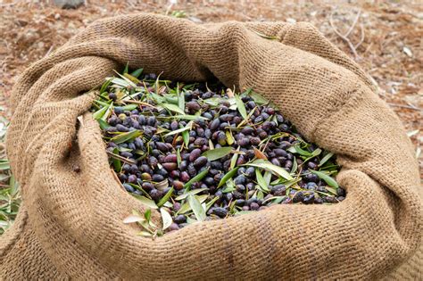 How To Plant Grow And Prune Olive Trees Harvest To Table