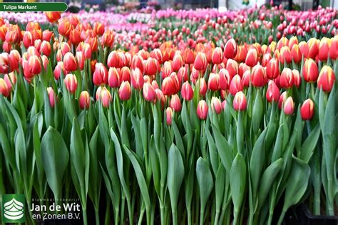 Markant Tulip Jan De Wit En Zonen B V