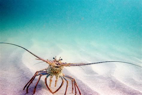 Get Ready For Florida Spiny Lobster Season
