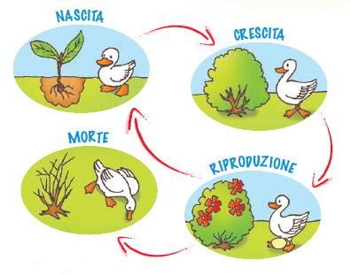 Le Caratteristiche Dei Viventi Lessons Blendspace