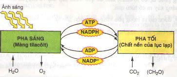 Các pha của quá trình quang hợp https laodongdongnai vn Kiến Thức