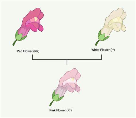 Incomplete Dominance Definition Mechanism Examples Biology Notes