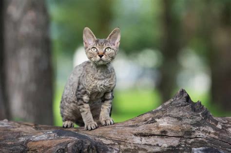 11 Hairless Cat Breeds Meet Extraordinary Kitties