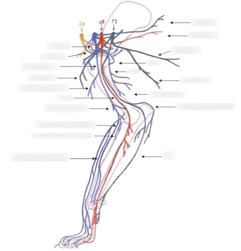 Nerves Of The Right Forelimb Diagram Quizlet
