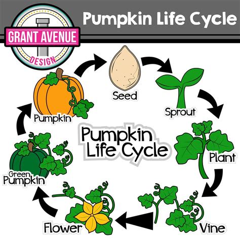 Pumpkin Life Cycle Clipart Pumpkin Life Cycle Fall Preschool