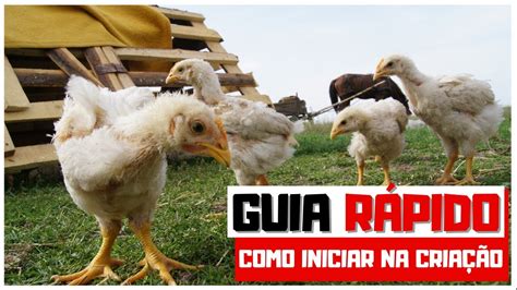 Tutorial RÁPIDO para criação de galinha POEDEIRA YouTube