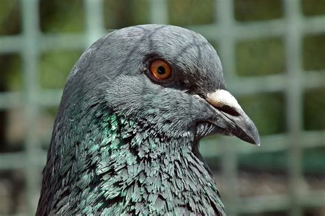 Taube König Vögel Kostenloses Foto auf Pixabay