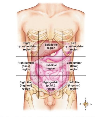 Quiz 1 Lesson 1 Organization Of The Body Flashcards Quizlet