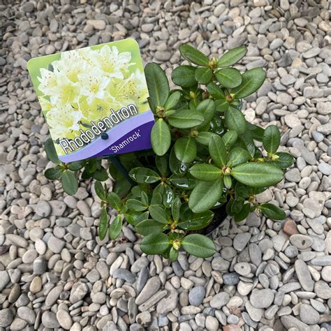 Rhododendron Shamrock Azalee De Gradina Galben Floraria Secret Garden Sg
