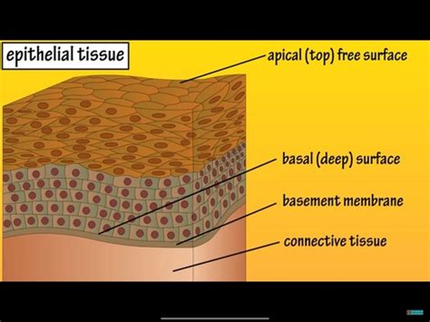 Epithelial Tissue Flashcards Quizlet