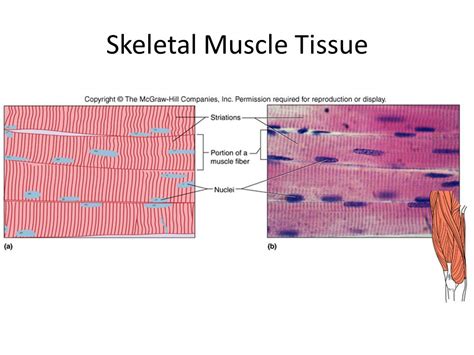 Muscle Tissue Diagram Quizlet Off Gbu Presnenskij Ru