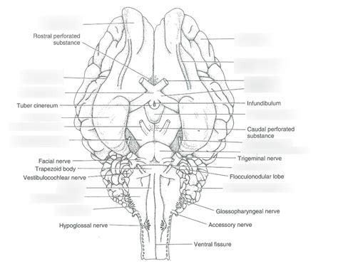 Diagram Of Ventral View Of The Sheep Brain Quizlet