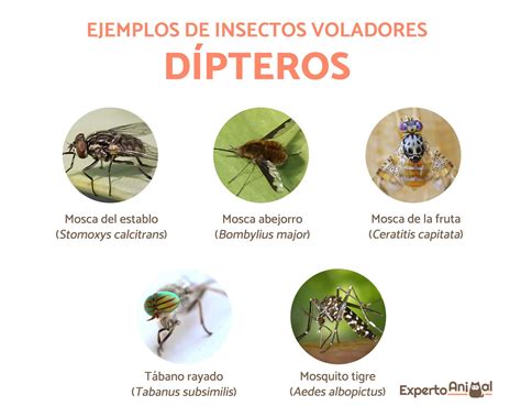 INSECTOS VOLADORES Nombres Características y Fotos