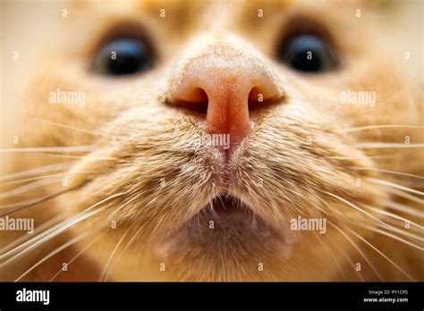Curioso gato mirando a la cámara Fotografía de stock Alamy