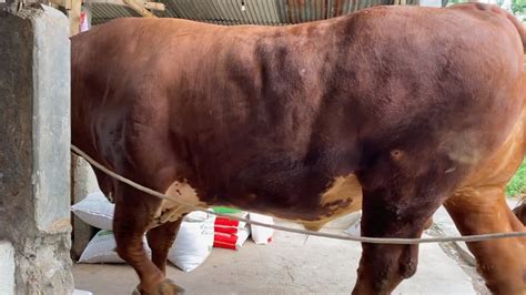 Kandang Barunya Patriot Ternyata Banyak Sapi Calon Jumbo Youtube